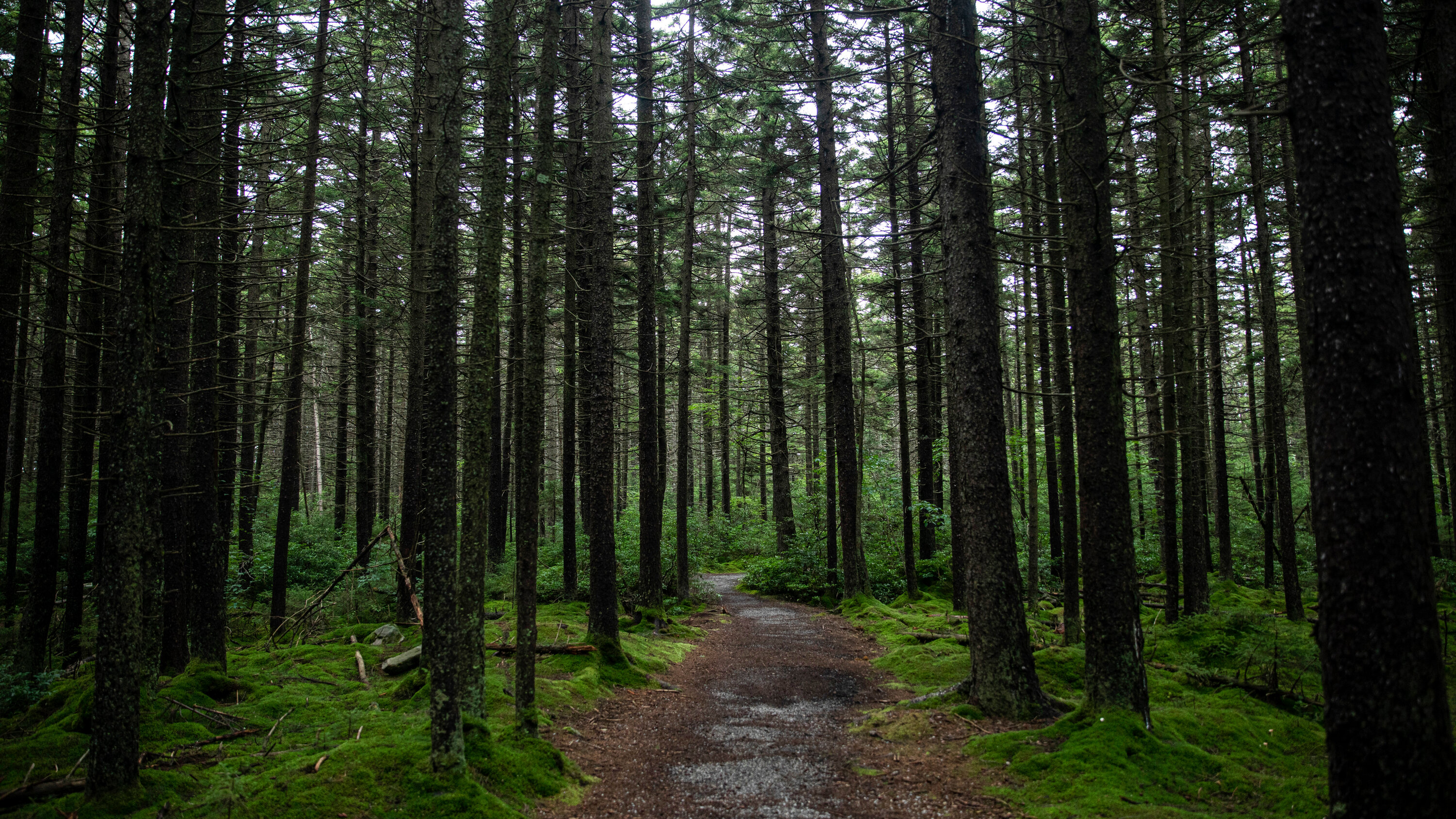 Home [edmthinula.github.io]